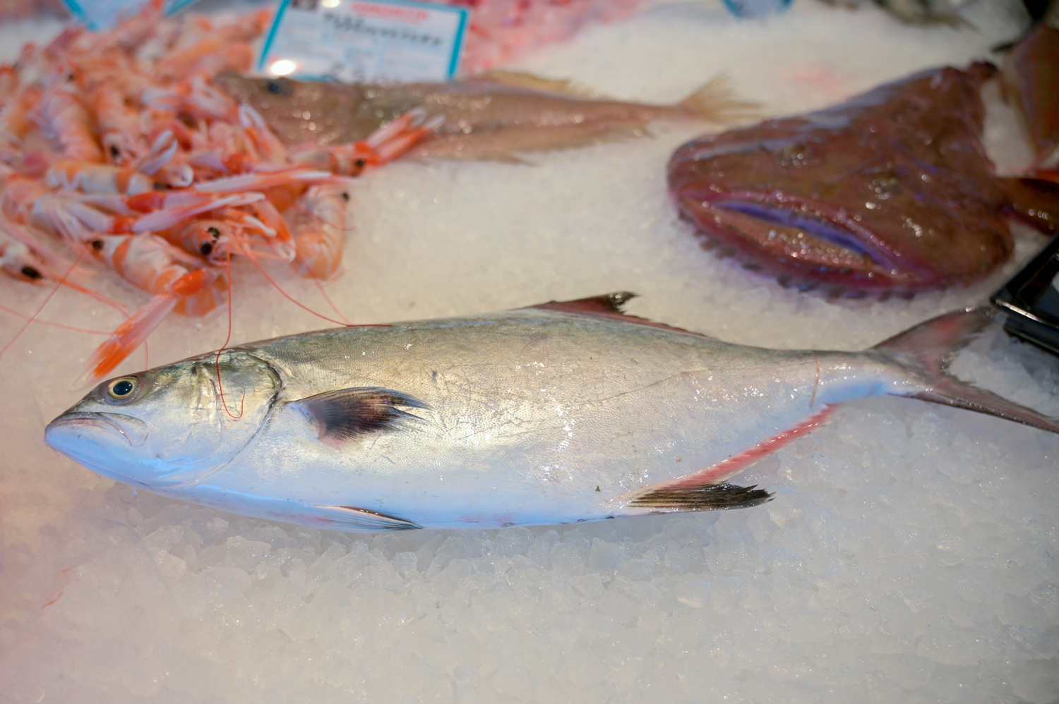 Pesce stella: ricette e proprietà nutritive direttamente dalla nostra ...